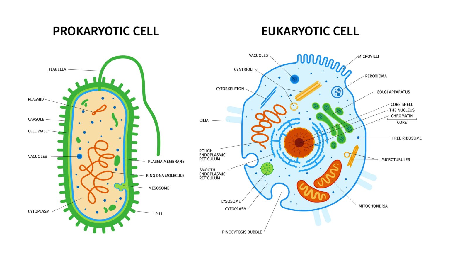 History of Cell Biology: Timeline of Important Discoveries