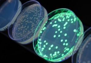 Eliminate the Growth Lag with Large E. coli Cultures