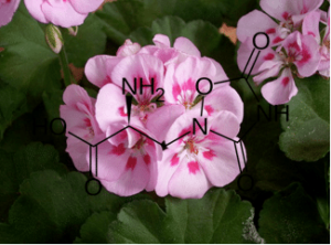 Carl_body - Bitesize Bio