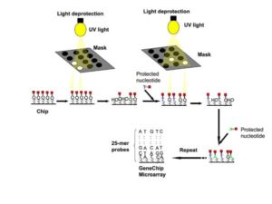 How DNA Microarrays are Built