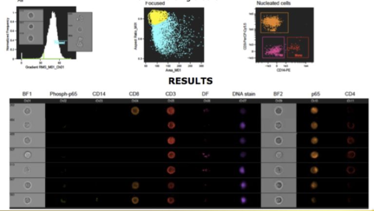 Seeing is Believing: An Introduction to Imaging Flow Cytometry