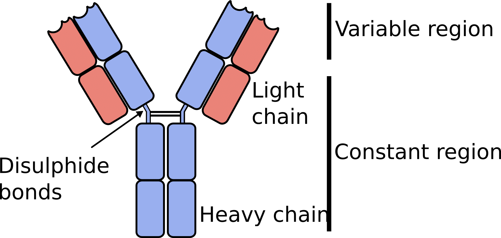 Antibodies 101 Every Body Needs An Anti Body Antibodies 101 Every Body Needs An Anti Body