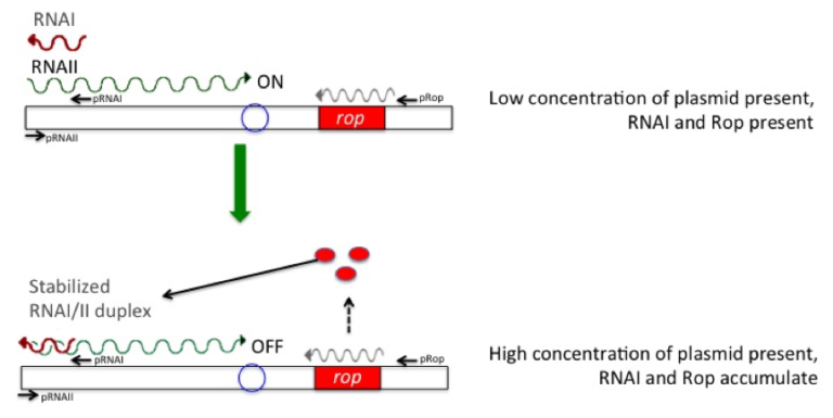 Article Series: E.coli Plasmid Origins of Replication: The Origin