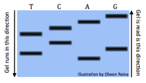 Beginner's Guide to Next Generation Sequencing - Bitesize Bio