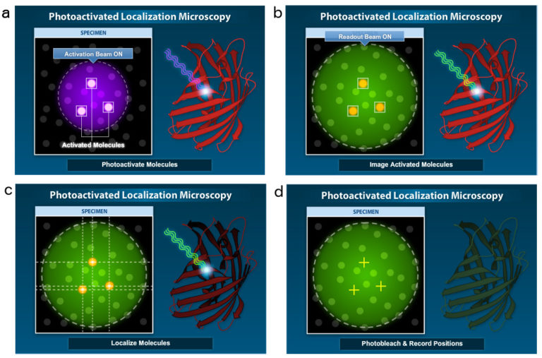 Photoactivated Localization Microscopy: A Easy Introduction