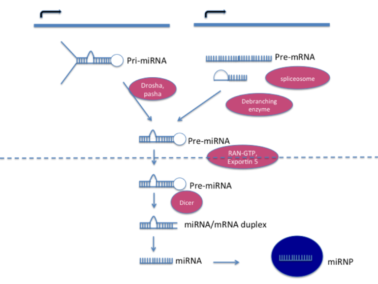 Mysterious miRNAs: An Introduction to MicroRNAs