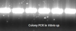 To Boil? Or Be Boiled? Saving Time With Colony PCR