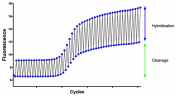Detecting Signal in qPCR: From DNA Binding Dyes to BHQ Probes