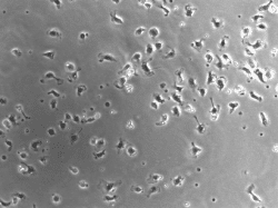 Five Simple Steps For a Successful MTS Assay!