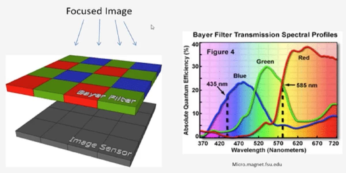 Getting Correct Color from Your Microscope Camera - Bitesize Bio
