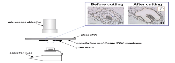 Leica Microsystems - Bitesize Bio