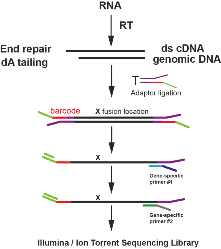 Anchored Multiplex PCR for Next Generation Sequencing Anchored Multiplex PCR for Next Generation Sequencing