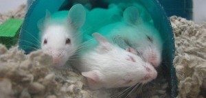 Tips and tricks for optimizing your mouse husbandry approach