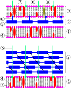 HEK293 Cells - A Guide to This Incredibly Useful Cell Line