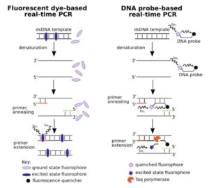 The Real-Time PCR Digest
