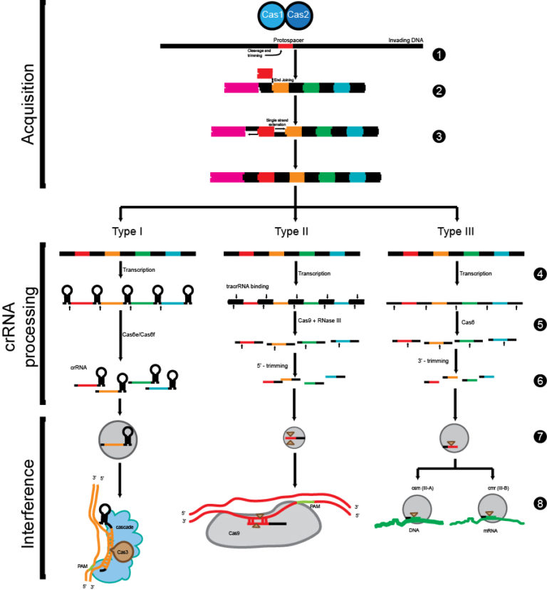 CRISPR Technology Explained: Towards a CRISPR Genome!