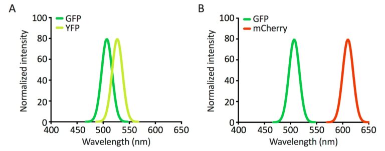Fluorescence Microscopy: An Easy Guide for Biologists