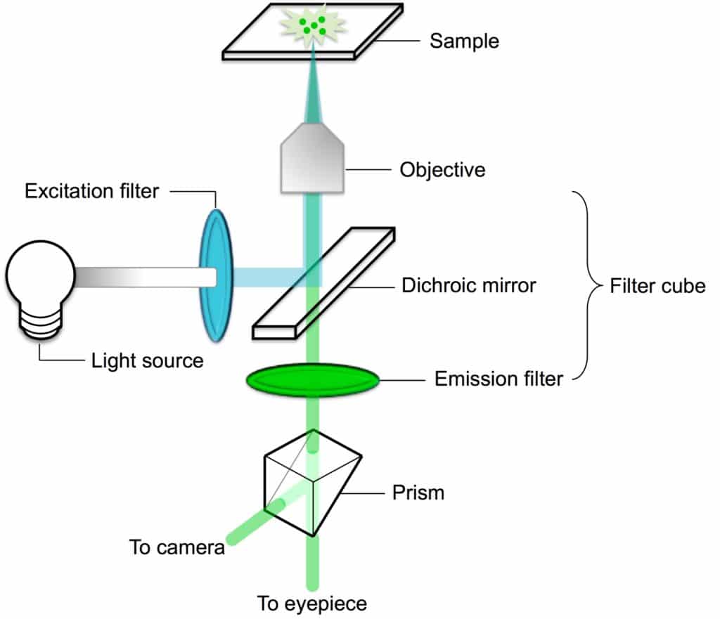 Fluorescence Microscopy Laser Scientist