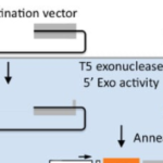 Codon Optimization Tools for Increased Protein Expression