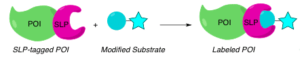 Halo SNAP CLIP for Protein Labeling - Bitesize Bio