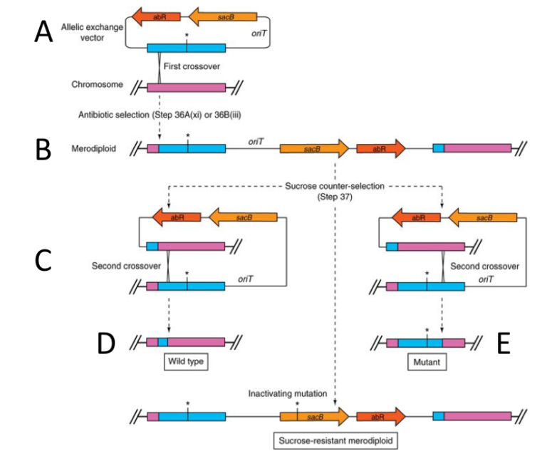 Old Reliable: Two-Step Allelic Exchange