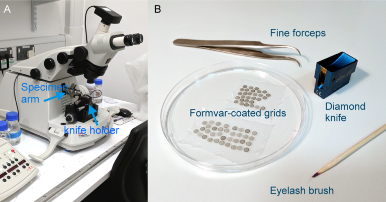 Ultramicrotomy for Electron Microscopy