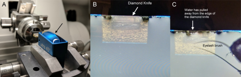 Ultramicrotomy for Electron Microscopy