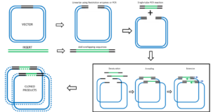CPEC– a Quick and Inexpensive Cloning Strategy