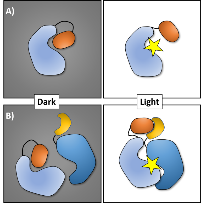 Designing a LOV2 Domain-Based Toolkit