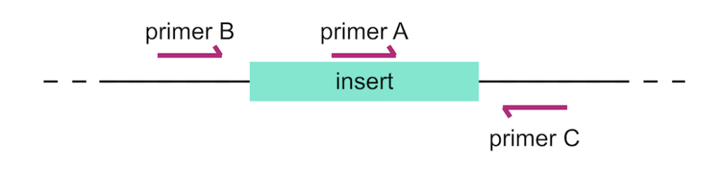 How to Prevent False Results in Colony PCR