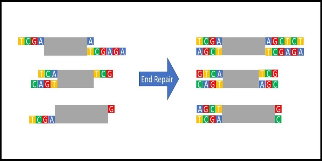 Blunt-End Cloning: An Easy Introduction for Beginers