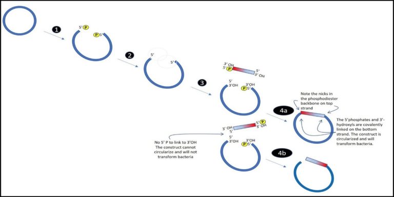 Blunt-End Cloning: An Easy Introduction for Beginers