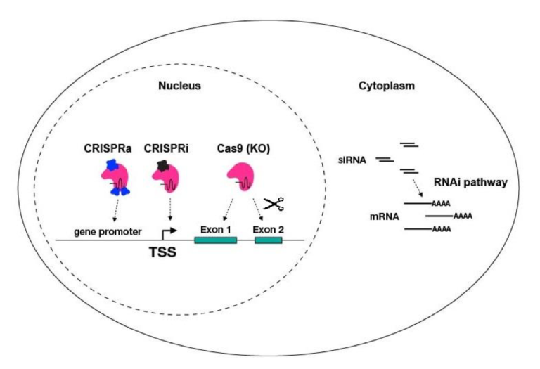 CRISPRa and CRISPRi: Why You Need These Powerful Tools