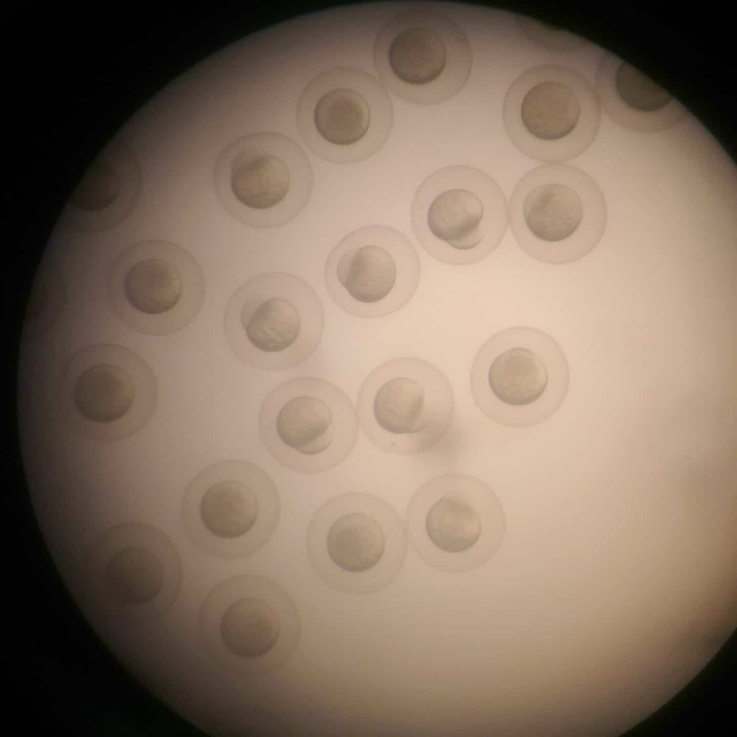 Take a Stab at It! A Guide to Microinjection in Zebrafish