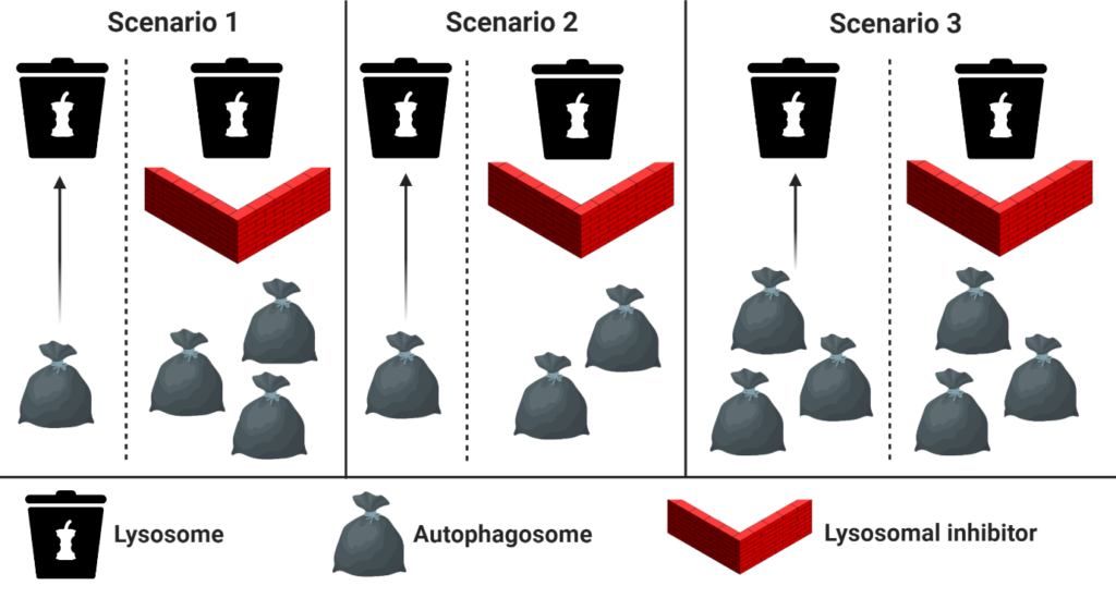 Measuring Autophagic Flux: A Simple Guide to How and Why