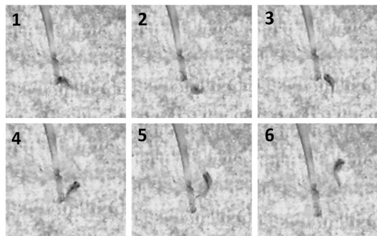Measure Movement in Zebrafish: A Simple Step-by-Step Guide