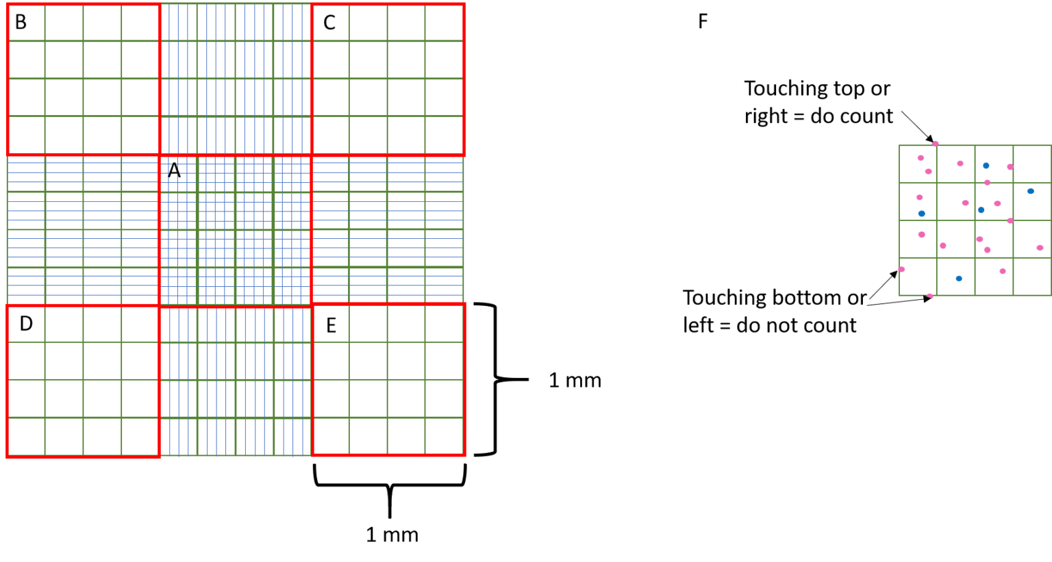 Cell Counting With A Hemocytometer As Easy As 1 2 3