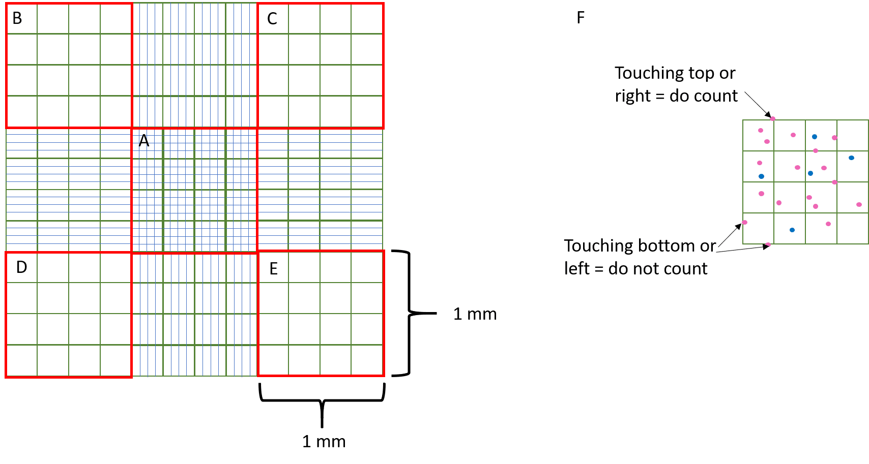 Cell Counting With A Hemocytometer As Easy As 1 2 3 