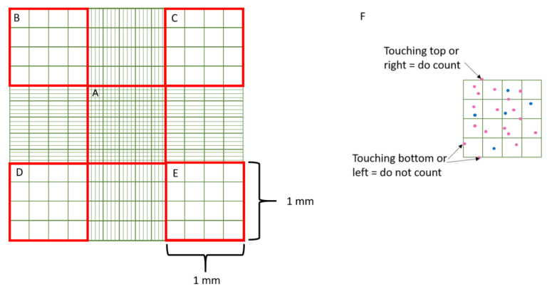Cell Counting With a Hemocytometer: As Easy as 1, 2, 3