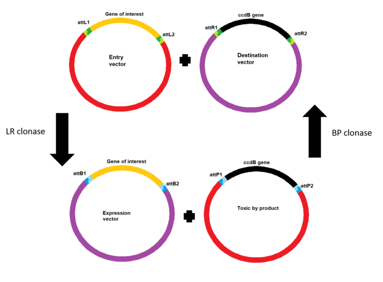 Gateway Cloning: Get Successful Clones with Our 7 Simple Tips