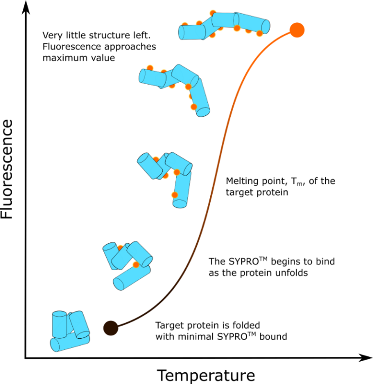 The Thermal Shift Assay: A Powerful Tool to Analyze Proteins