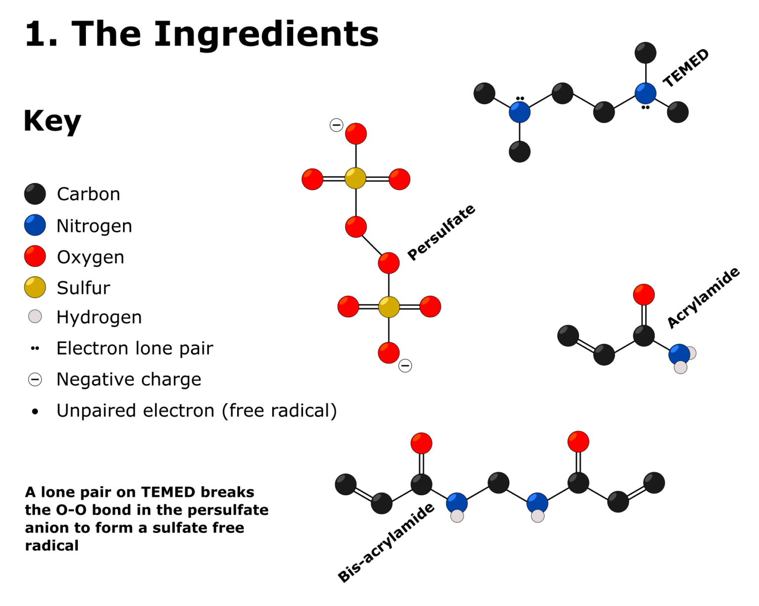 An Easy SDS-PAGE Gel Recipe & 10-Step Protocol
