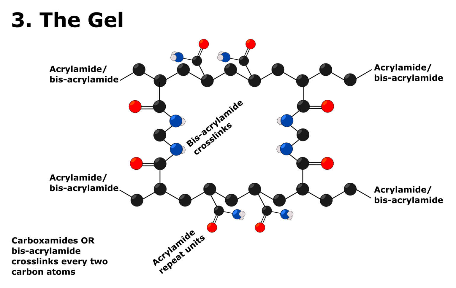 An Easy SDS-PAGE Gel Recipe & 10-Step Protocol
