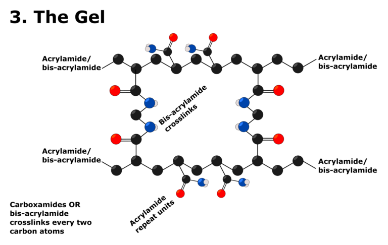 An Easy SDS-PAGE Gel Recipe & 10-Step Protocol