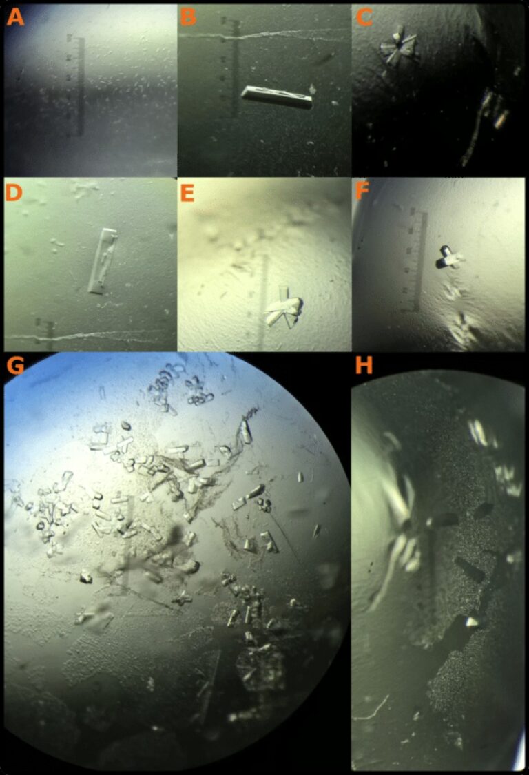 5 Protein Crystallization Seeding Methods for Bigger Crystals