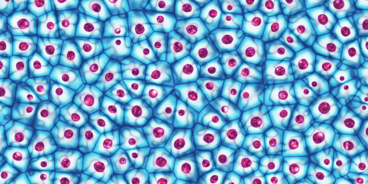 Cell Confluency Why It Matters And 3 Easy Methods