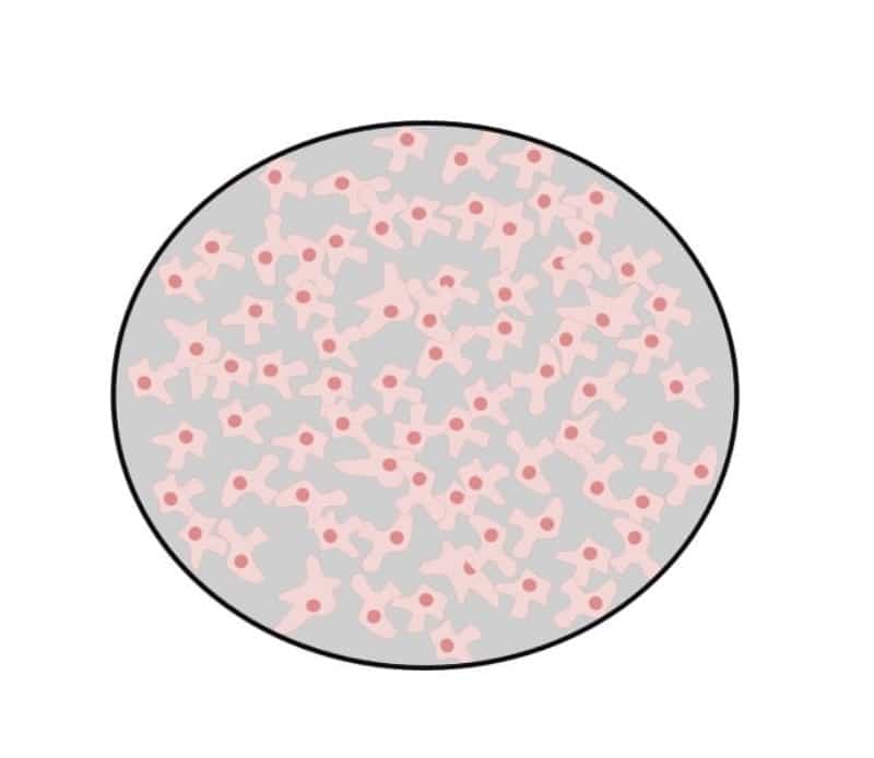 Cell Confluency Why It Matters And 3 Easy Methods