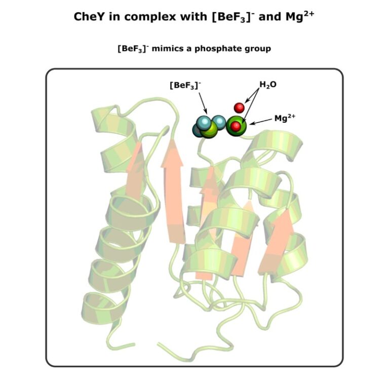 3 Easy Ways to Mimic Phosphorylation