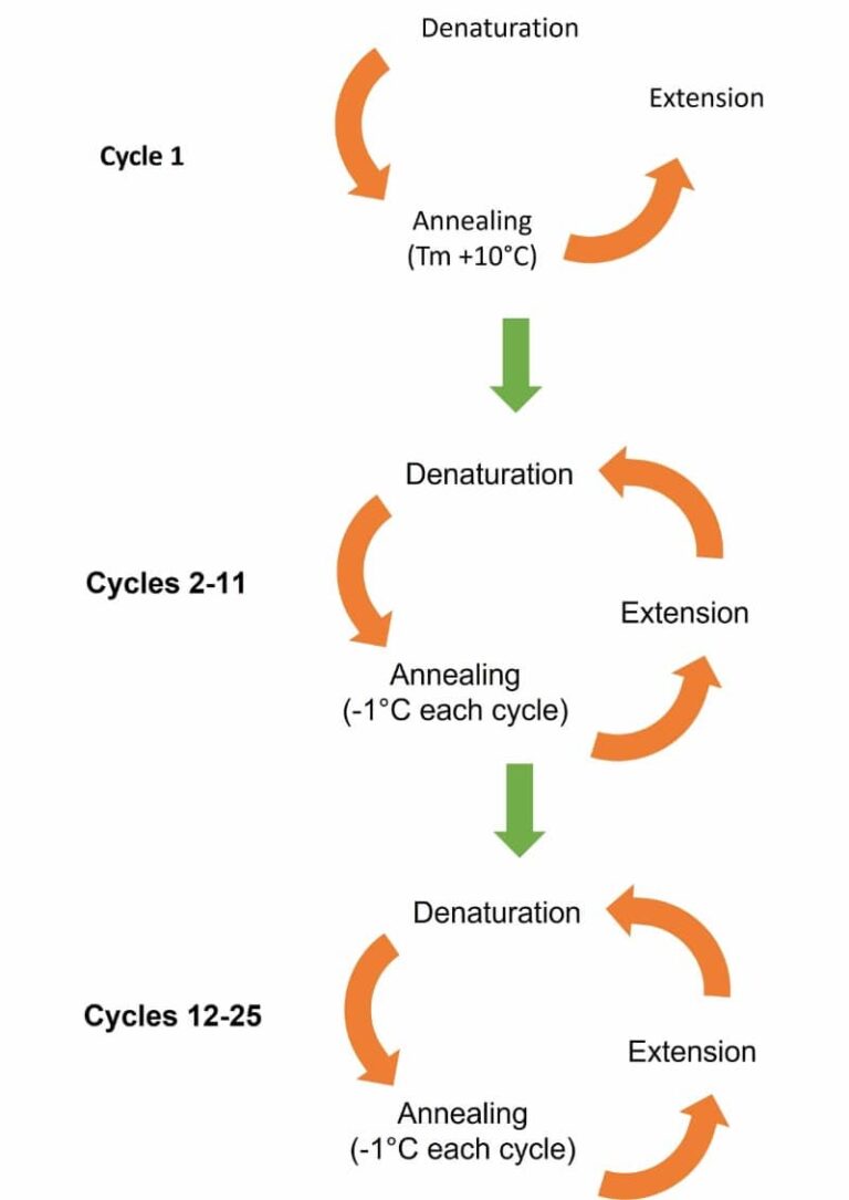 Touchdown PCR: Easy Intro Plus 5 Expert Tips