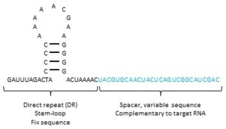 An easy step-by-step guide to designing Cas13 gRNAs
